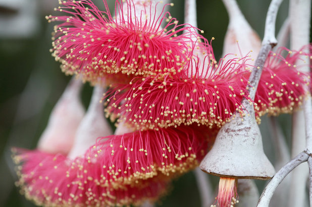 10 of the Best Small Trees for Courtyards | Houzz AU