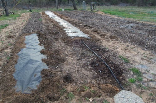 tomato row, plastic sheeting as mulch
