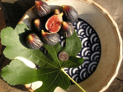 This fig's first breba crop