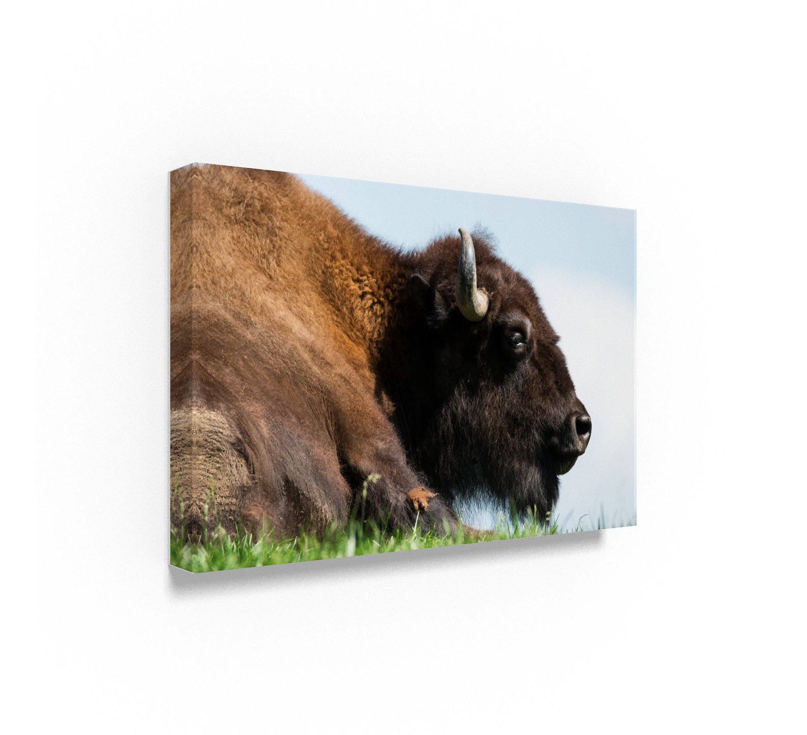 "Bison" by Robert Michaud, Canvas Art, 22"x32" - Southwestern - Prints ...