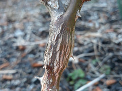 Cane swellings on Earthsong