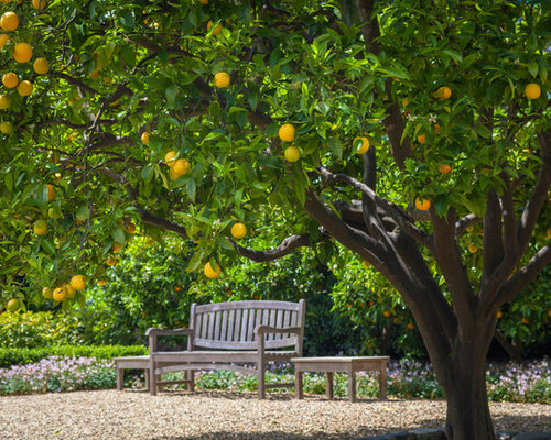 Lemon Tree Ideas, Pictures, Remodel and Decor