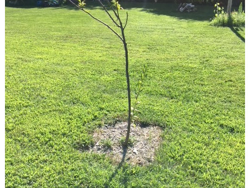 Plum and apple trees sprouting from base