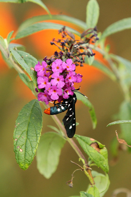 Oleander Wasp Moth