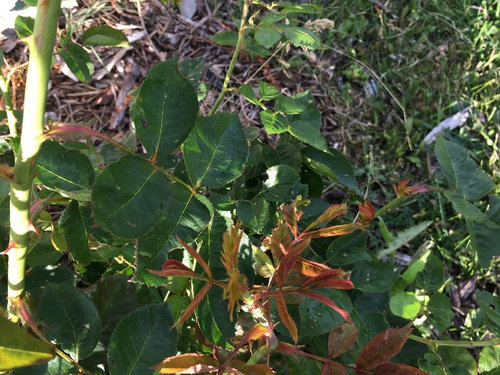 Help ID a rose bush with no flowers!?