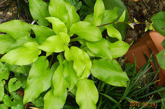 Hosta M 2012