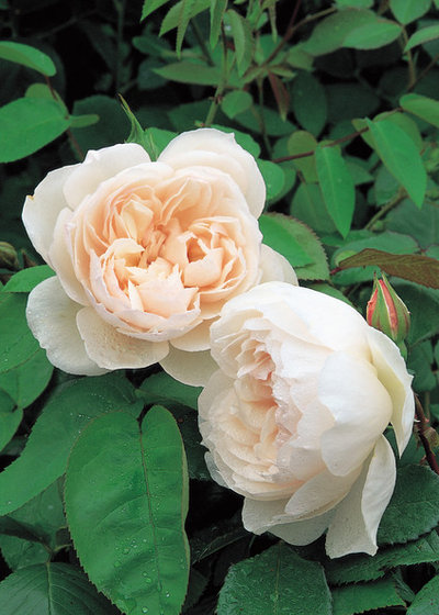 8 Of The Best Old English Roses - gardenpicsandtips.com