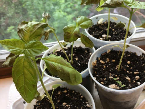 My basil got too cold.... | Houzz Forum