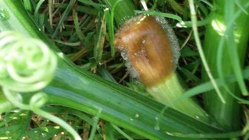 Pumpkins rot days after bloom | Houzz Forum