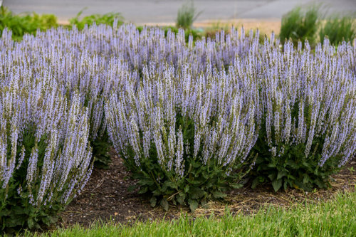 Salvia That are Evergreen Zone 9b