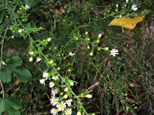 Aster? Weed?