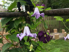 2019 Clem flower show