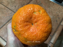 Lets see your citrus 2021 flowers fruits and harvests