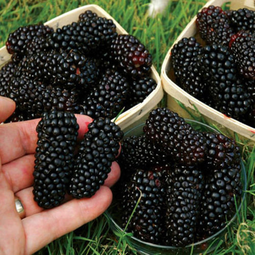 Giant Fruit Mulberry? Is there such a thing? | Houzz Forum