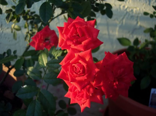 Starina Mini Rose | Houzz Forum