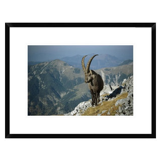 "Alpine Ibex male in the Swiss Alps, Europe" Framed Print, 26"x20", 24 ...