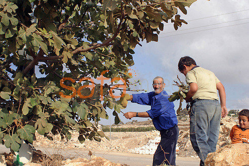 Pictures of Fig Trees of Palestine | Houzz Forum