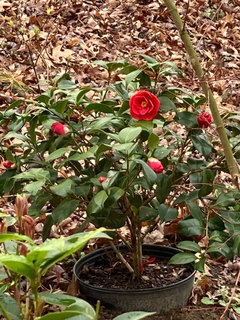 March 2021 in my hosta garden