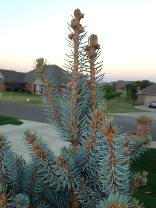 Help with Picea Pungens Leaders
