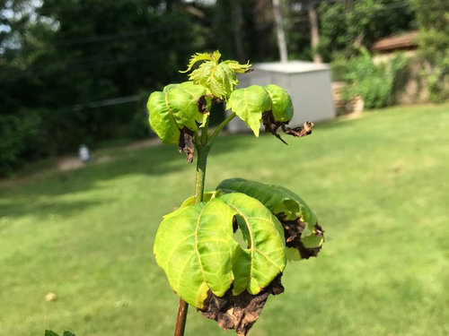 Autumn blaze maple curling and dying new growth