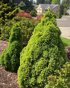 Wanted: Dwarf Upright, Narrow Conifer