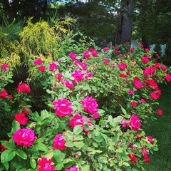 6 Wonderfully Easy Roses for Any Gardener