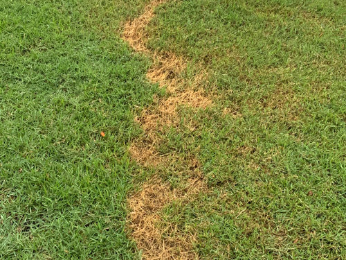 Weed spill on lawn