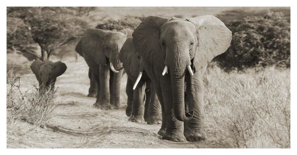 "Herd of African Elephants, Kenya" Digital Paper Print by Anonymous, 26 ...