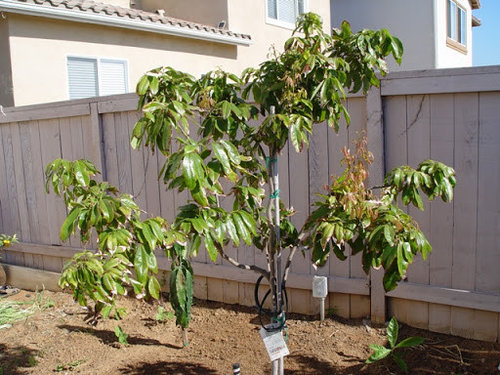 questions about my lychee tree | Houzz Forum