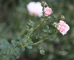 Mineral Deficiency Symptoms in Roses