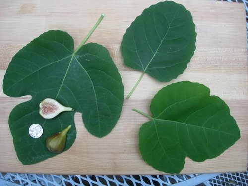 Fig identification help