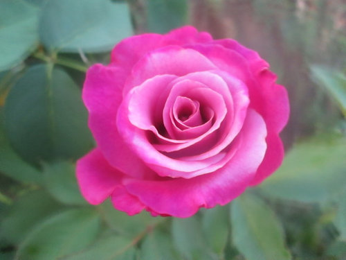 Fragrant roses: LAVENDER/PURPLE