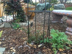 How to plant for an Obelisk