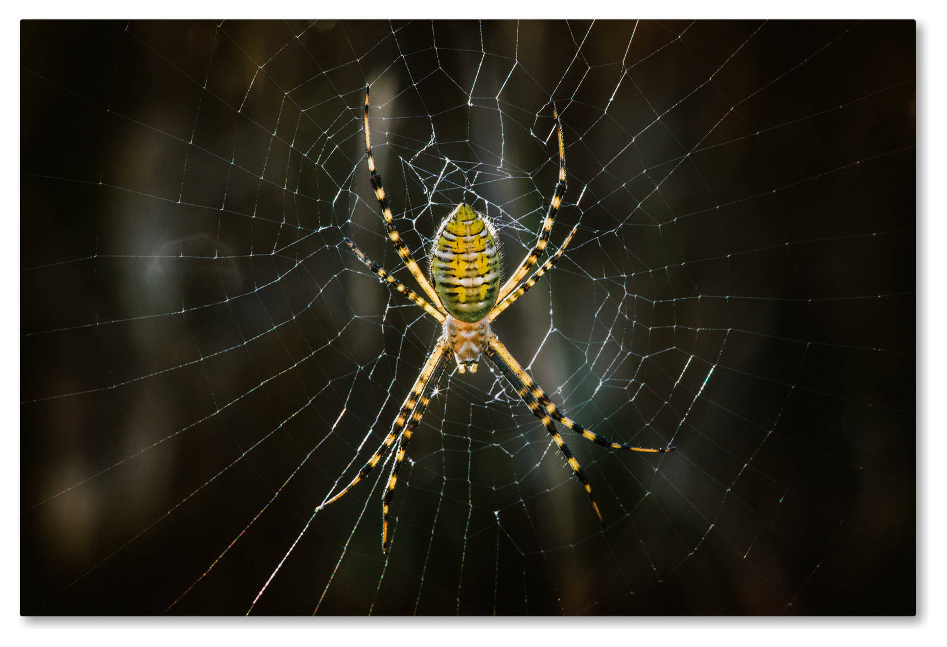 Jason Shaffer 'Orb Weaver' Canvas Art, 19"x 12" - Contemporary - Prints ...