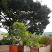 Bay Area Designs - Contemporary - Landscape - San Francisco - by ...