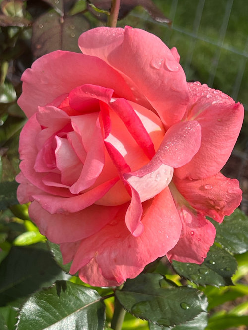 Rose ID assistance | Houzz Forum