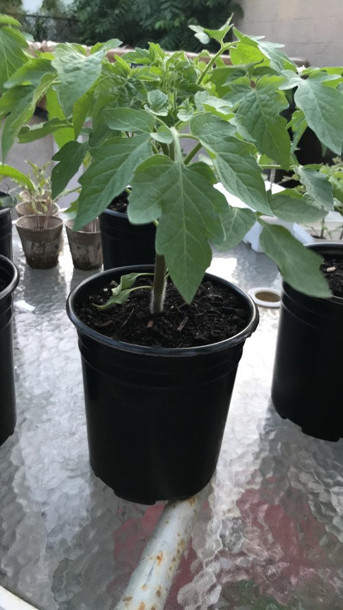 My 1 month old tomato plants