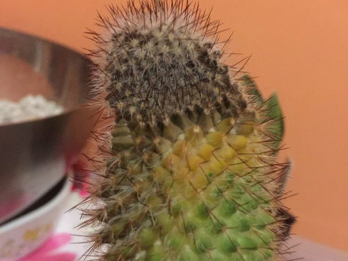 Update on my deflating cactus- Should I chop it?