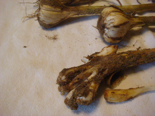 garlic rot! Help!!