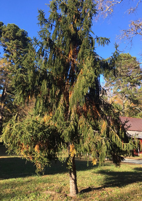 Help - Norway Spruce (I think) looks like it might be dying.