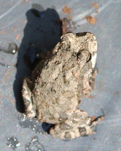 Tiny brown toads in San Antonio ...