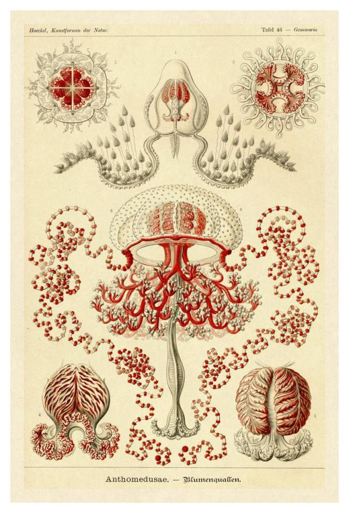 "Haeckel Nature Illustrations: Anthomedusae" Print by Ernst Haeckel, 14 ...
