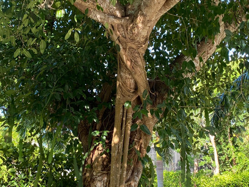 Identifying tree in FL - #1