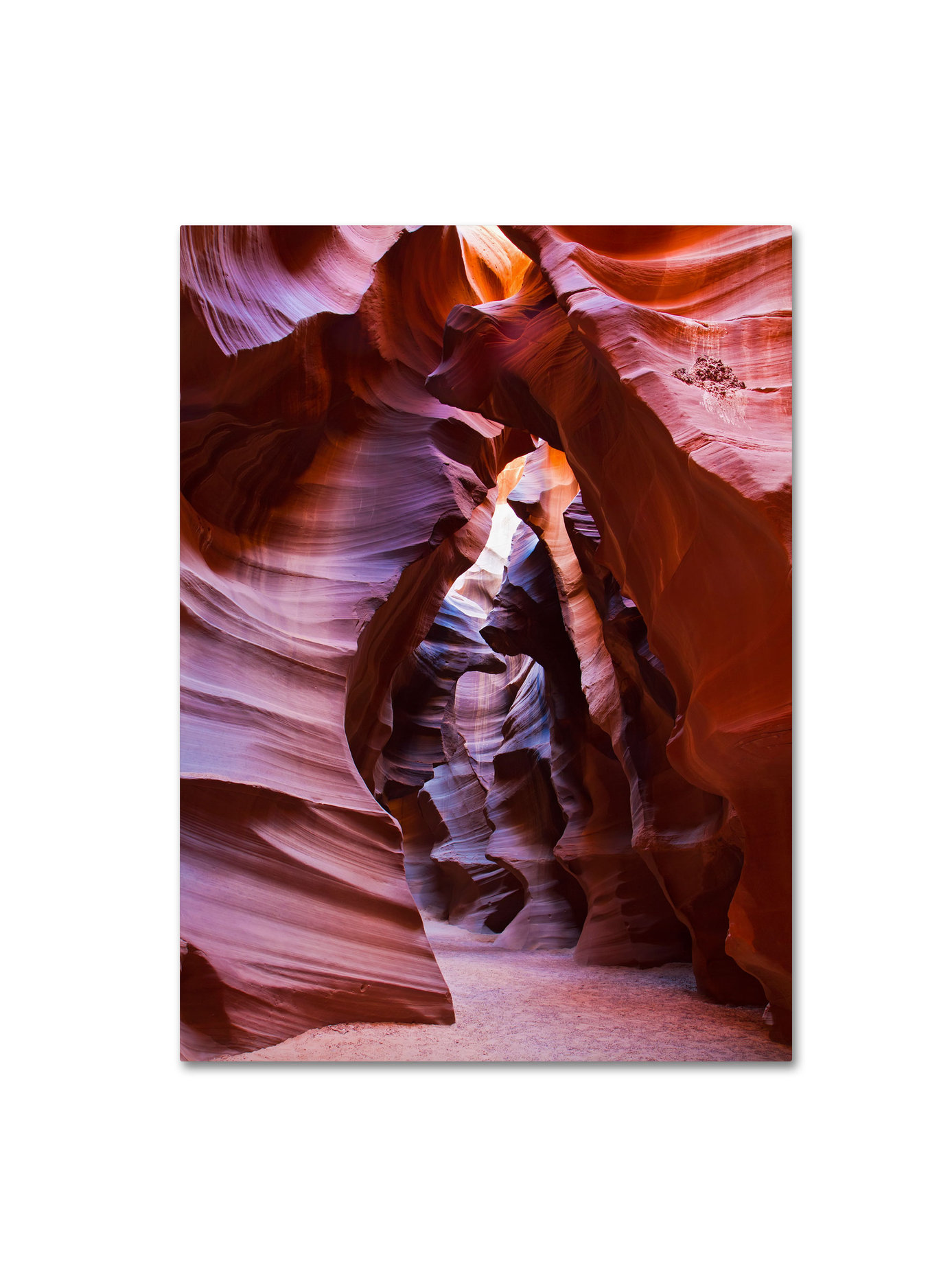 'Antelope' Canvas Art by Pierre Leclerc, 16" x 24" - Contemporary ...