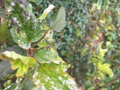 !Ninebark getting white mold? And black bugs? Help! I'm a new Gardner!