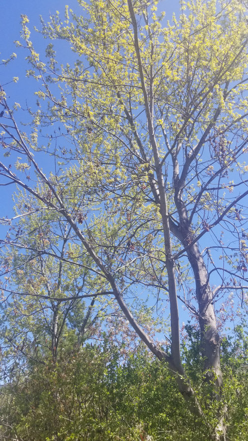 15y Sick Maple Trees