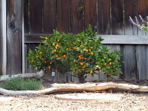 Dwarf nagami Kumquat still only 24" tall
