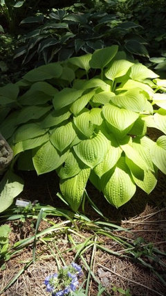 Hosta alternative