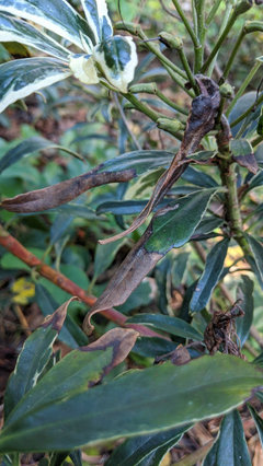 Rhododendron root rot phytophthora question