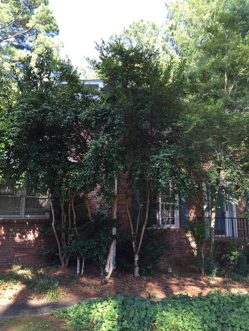 Landscape Help for Overgrown Front Yard